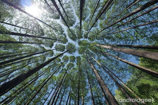 Google traz Tree Canopy a cidades Portuguesas | AndroidGeek